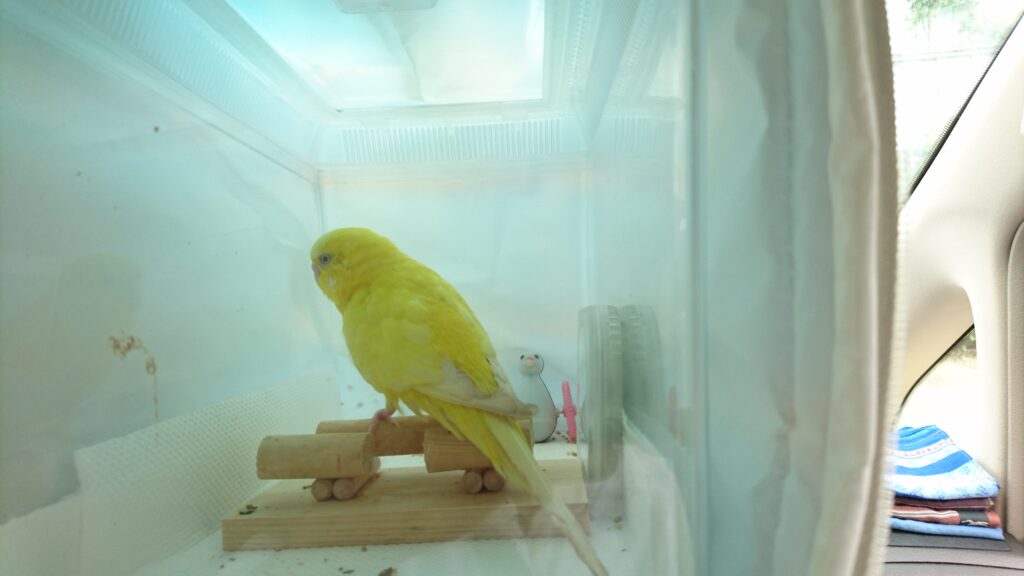 セキセイインコれもん「PBFD」闘病記：難病に罹患したインコの闘病記です | インコともだち